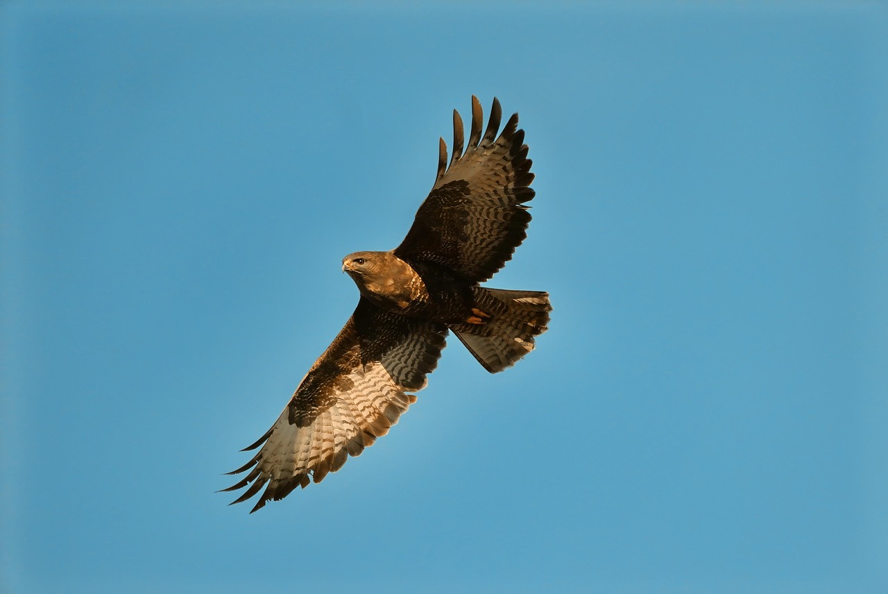 Common Buzzard Bird - Free photo on Pixabay