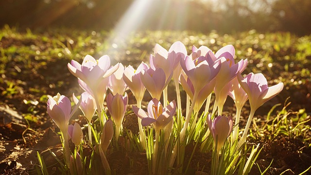 Sunbeams Crocus Spring - Free photo on Pixabay