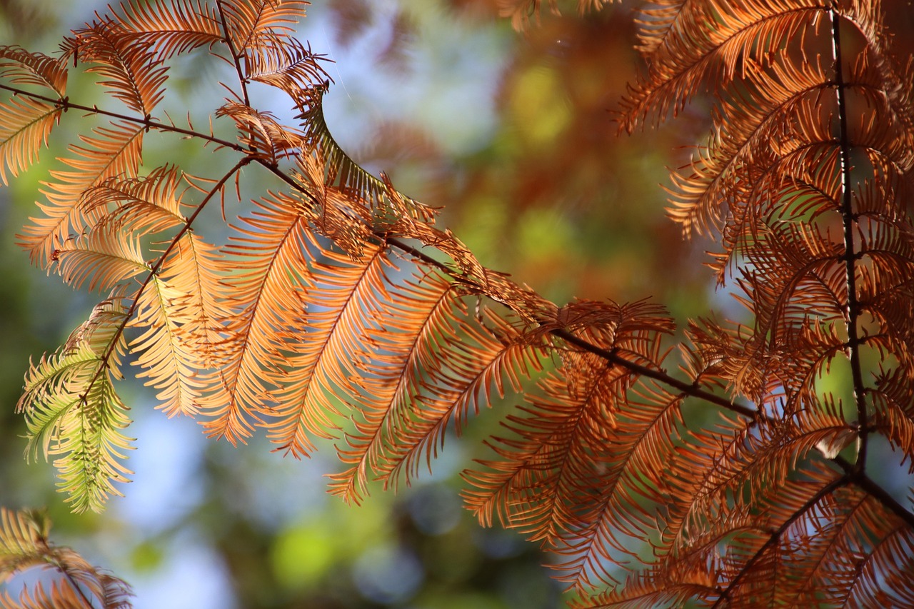 Conifer Nature Tree - Free photo on Pixabay