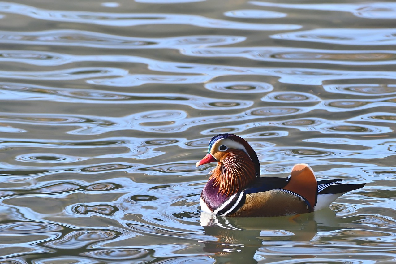 Mandarin Duck Bird - Free photo on Pixabay