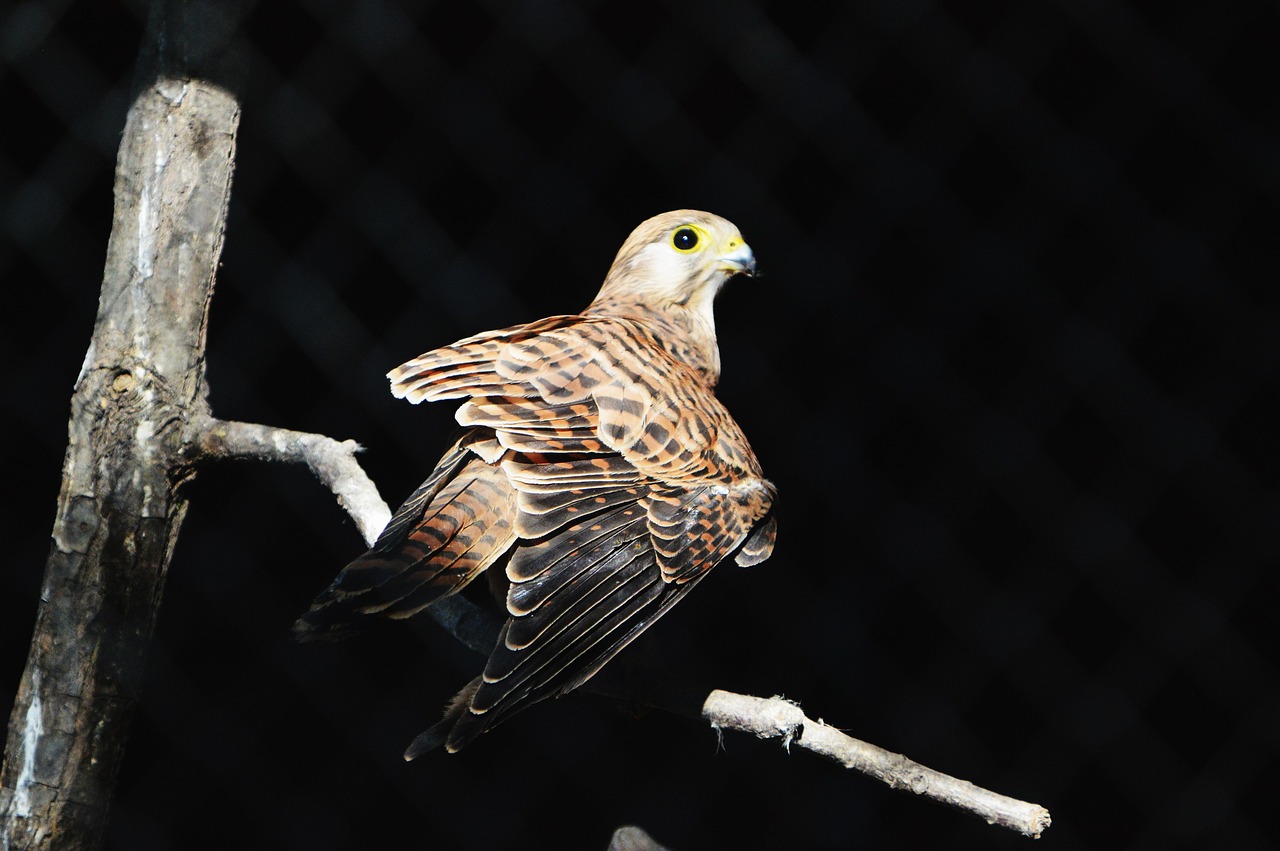 Vogel Adler Falke - Kostenloses Foto auf Pixabay