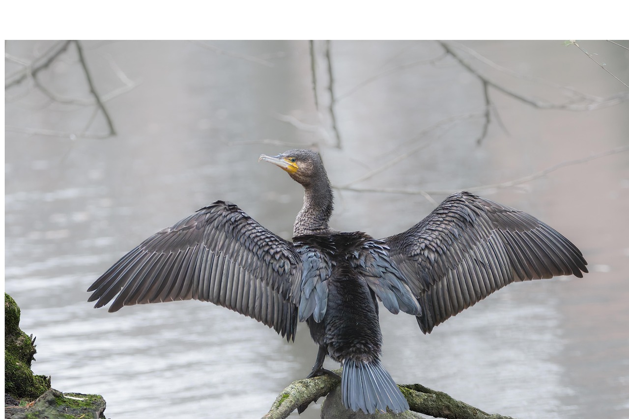 Cormorant Bird Animal - Free photo on Pixabay