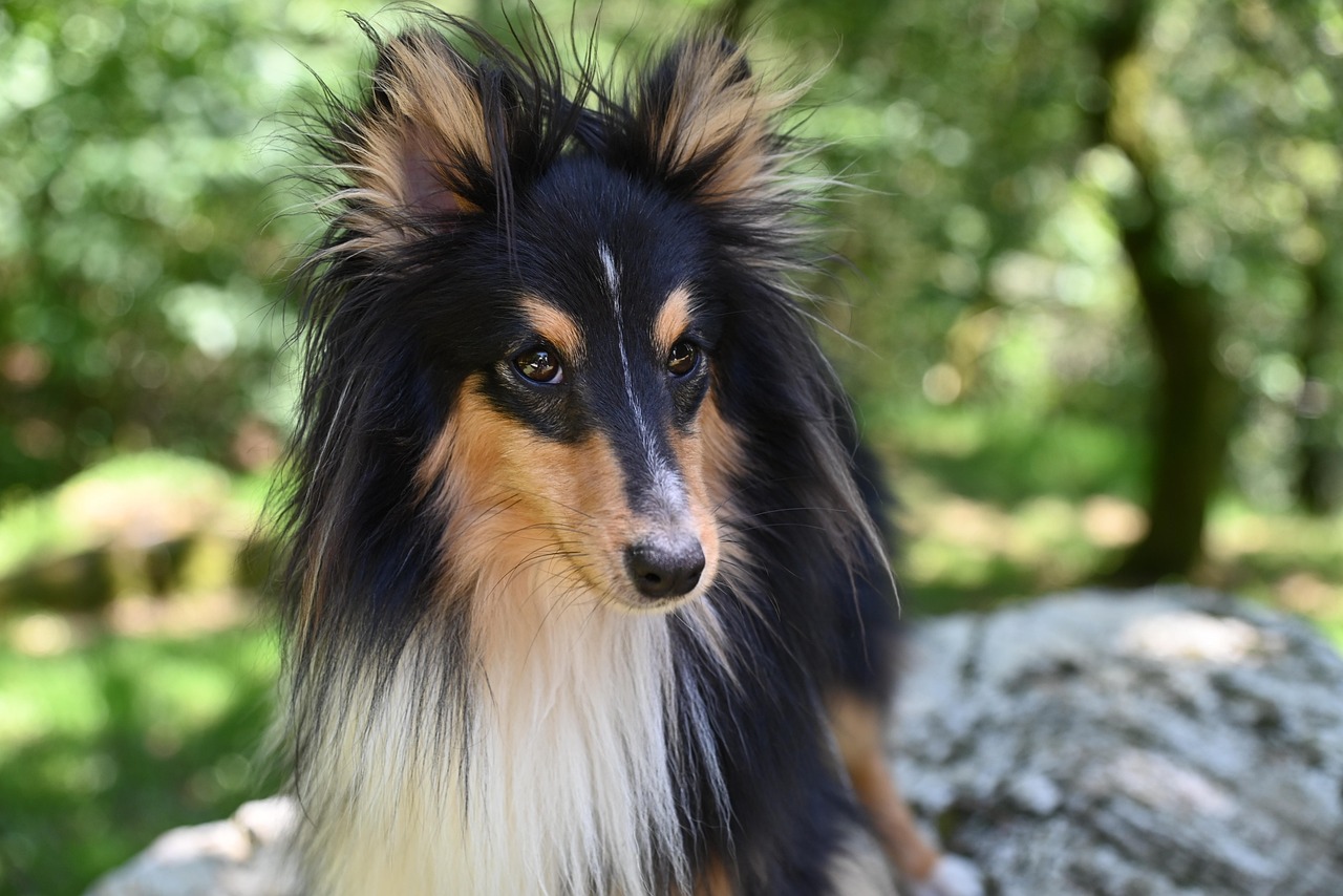 Shetland Sheepdog Dog Animal - Free photo on Pixabay