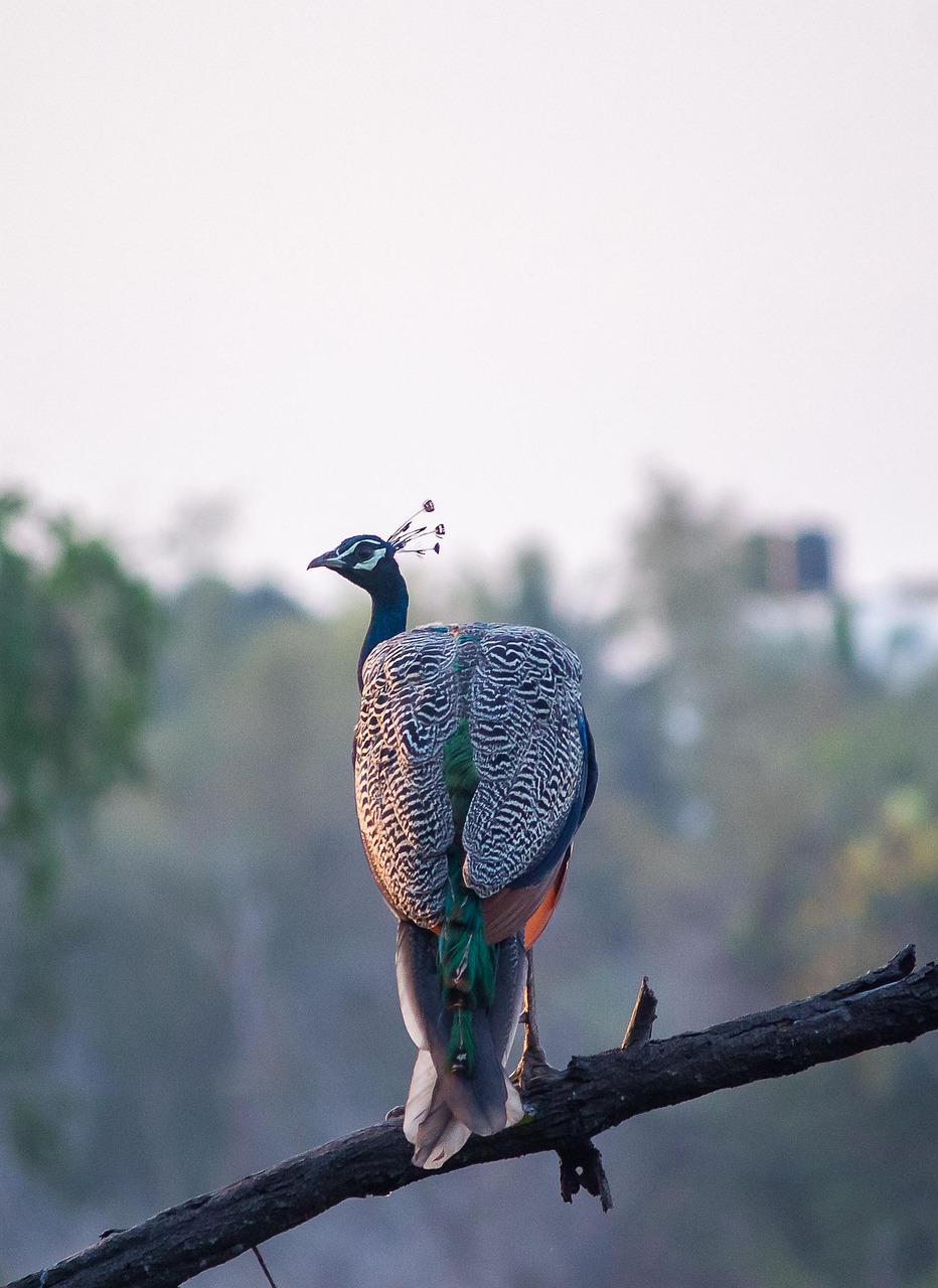 Peacock Bird Animal - Free photo on Pixabay