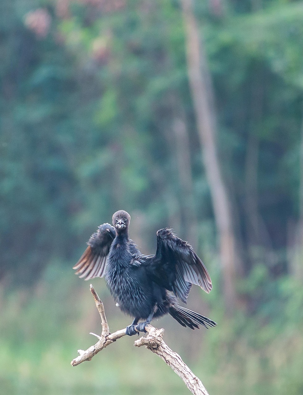 Bird Nature Animal - Free photo on Pixabay
