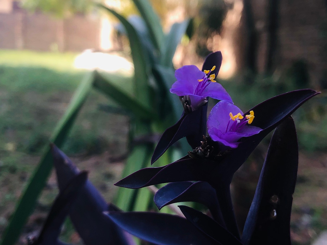 Life Nature Flowers - Free photo on Pixabay