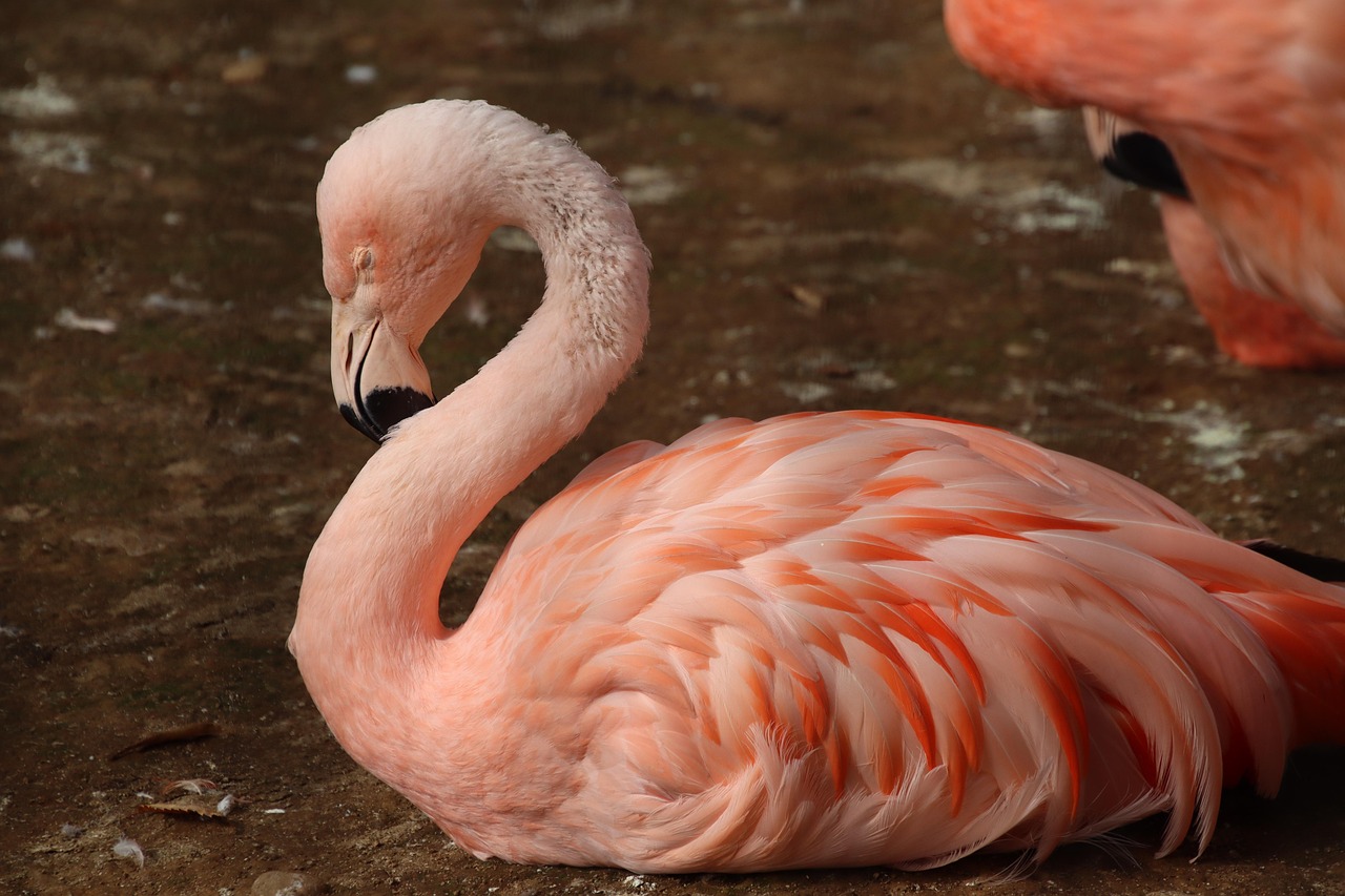 Oiseau Flamant Ornithologie - Photo gratuite sur Pixabay