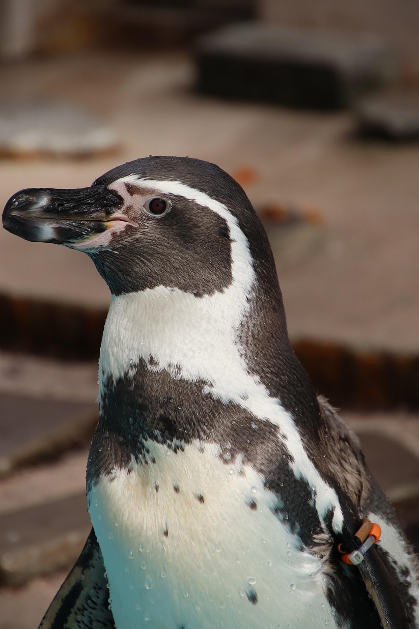 Animal Penguin Natural - Free photo on Pixabay