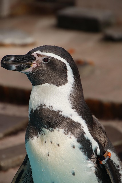 Animal Penguin Natural - Free photo on Pixabay