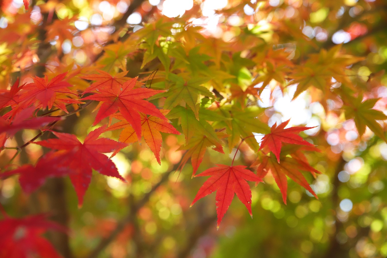 Autumn Leaves Maple Tree - Free photo on Pixabay