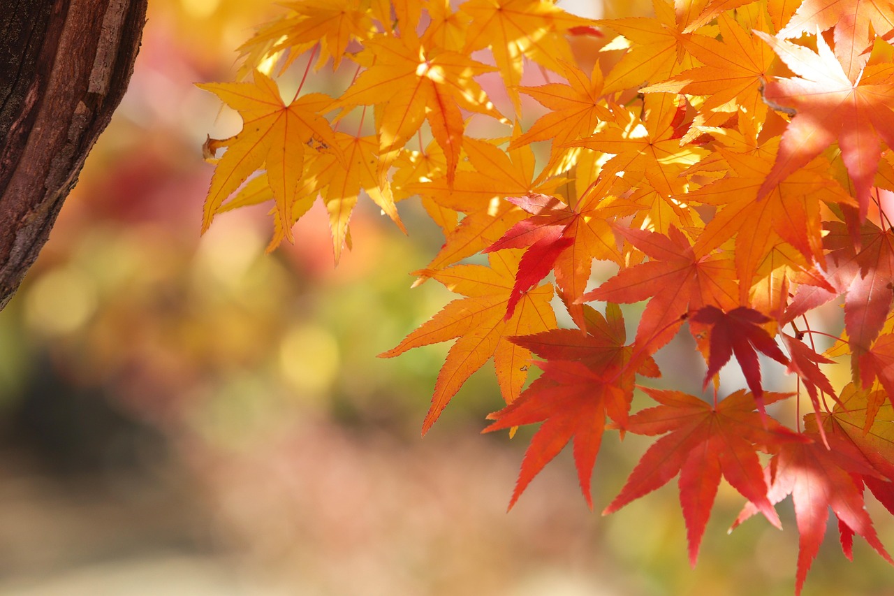 Autumn Leaves Maple Tree - Free photo on Pixabay