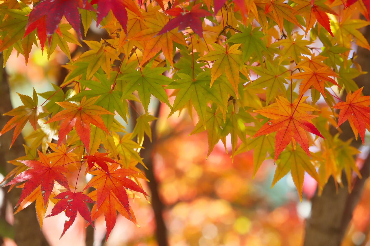 Autumn Leaves Maple Tree - Free photo on Pixabay