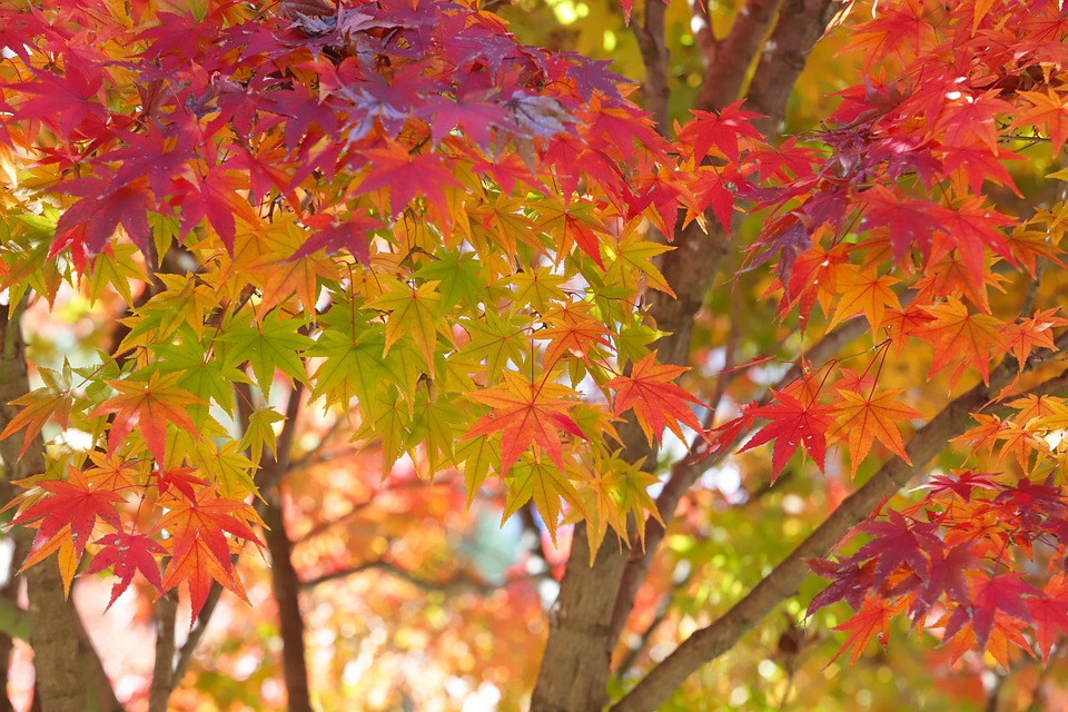 Autumn Leaves Maple Tree - Free photo on Pixabay