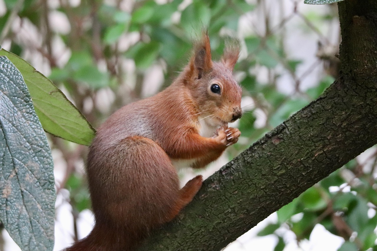 300,000+ Free Animal Habitat & Habitat Images - Pixabay
