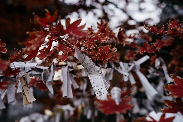 Red Leaves Fall Autumn Colors - Free photo on Pixabay