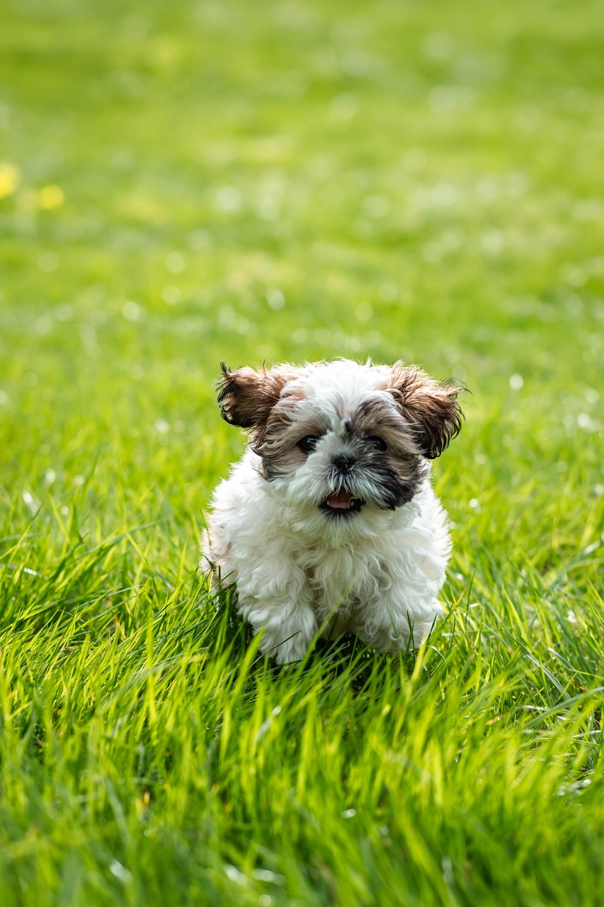 Animal Shih Tzu Dog - Free photo on Pixabay