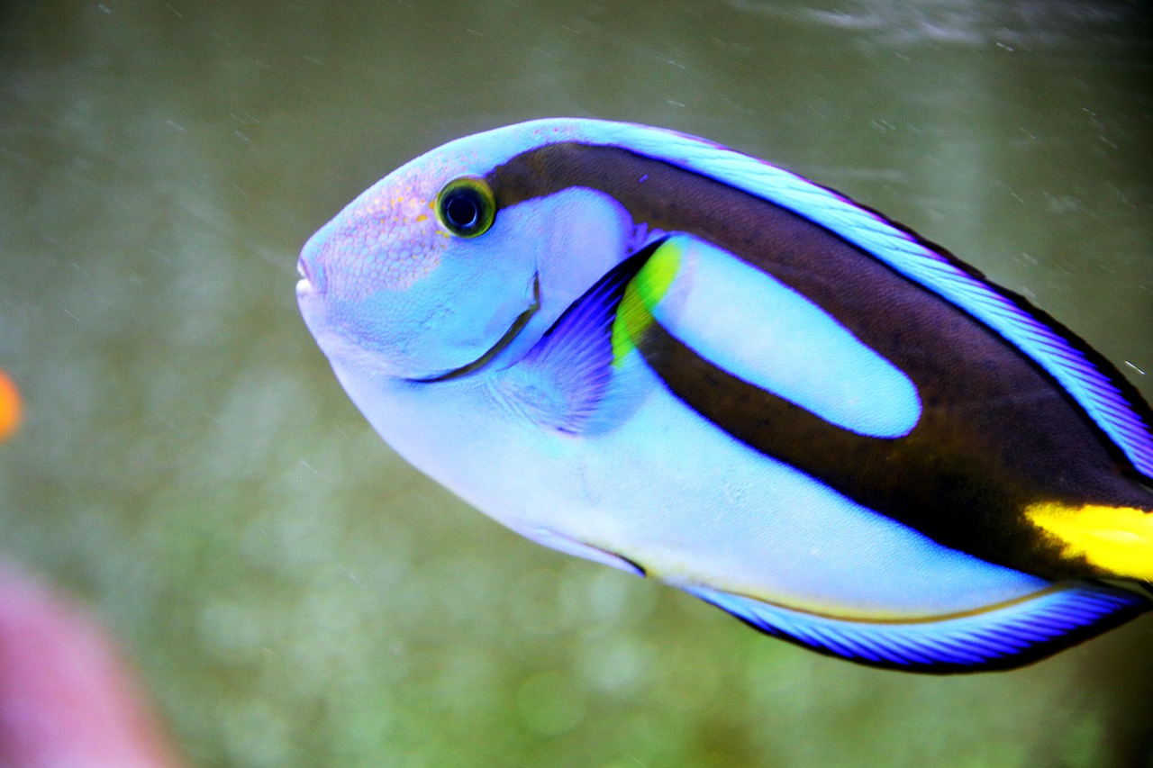 Peixe Embaixo Da Agua Animal - Foto gratuita no Pixabay