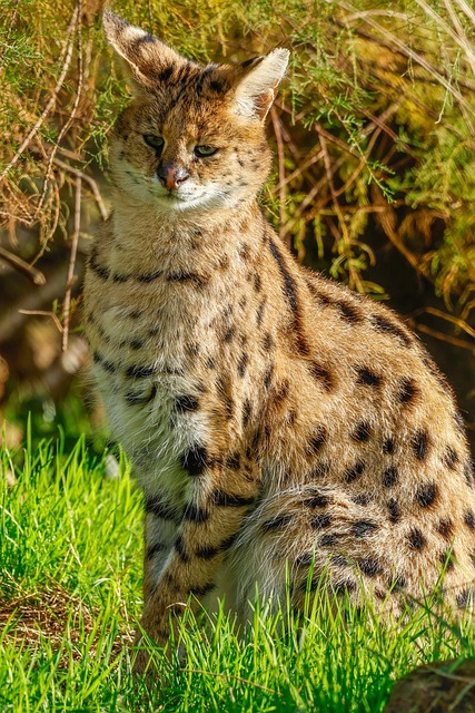 Animal Cat Predator - Free photo on Pixabay