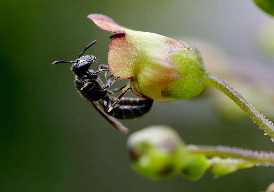 La Nature Animaux Insectes - Photo gratuite sur Pixabay