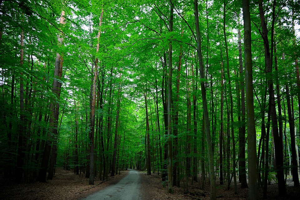 Nature Forest Trees - Free photo on Pixabay