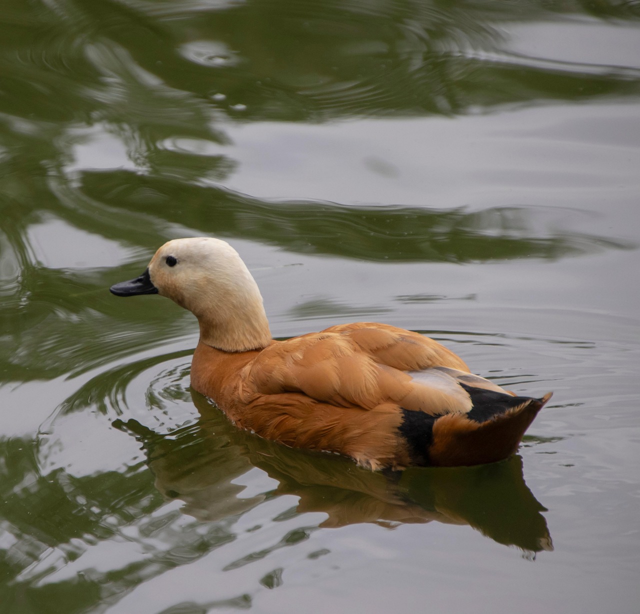 Shelduck Pato Animal - Foto gratis en Pixabay