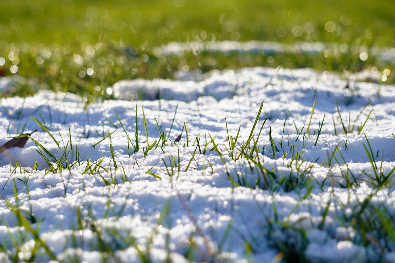 Snow Landscape Grass - Free photo on Pixabay
