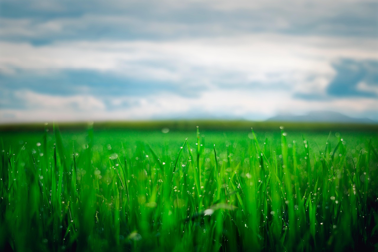 Terrain En Herbe