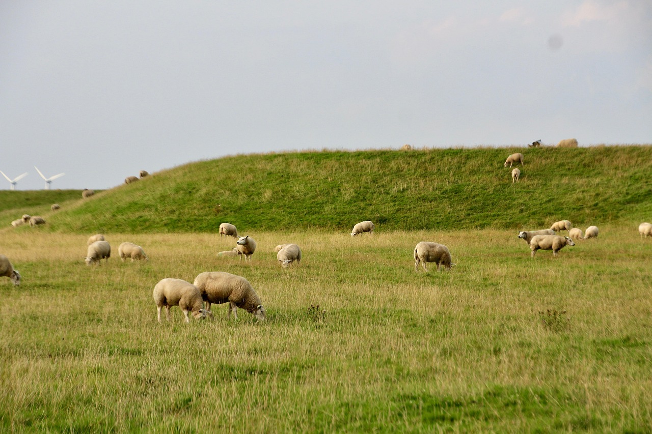 Sheep Animals Pasture - Free photo on Pixabay