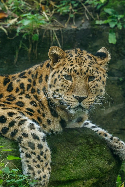Animal Panther Mammal - Free photo on Pixabay