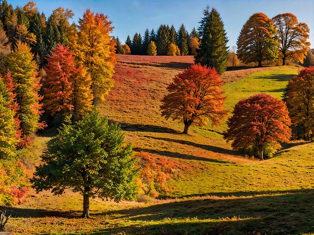 Arbre Forêt Saison - Image gratuite sur Pixabay