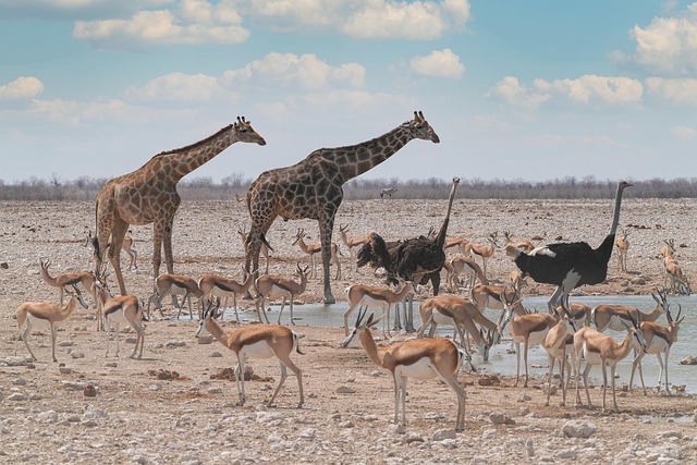 Wild Animals Giraffe Strauss - Free photo on Pixabay