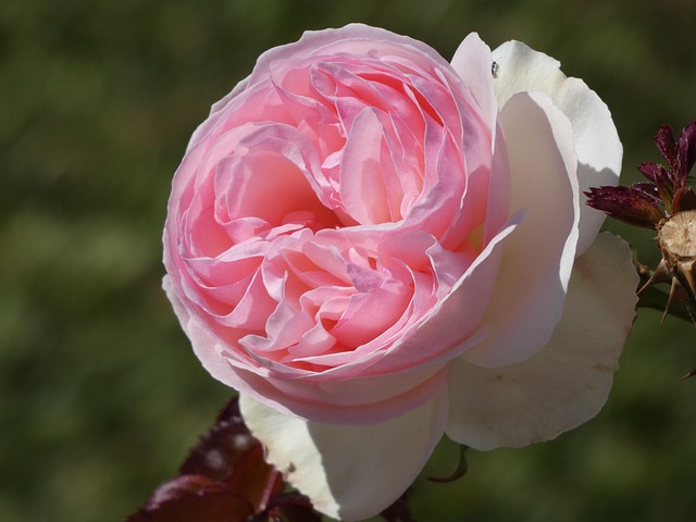 Rose Fleur - Photo gratuite sur Pixabay