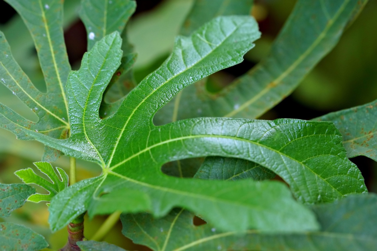 Leaves Green Tin - Free photo on Pixabay