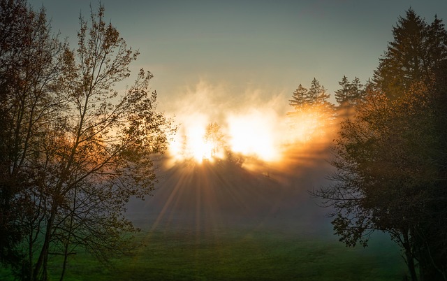 Morning Light Forest - Free photo on Pixabay