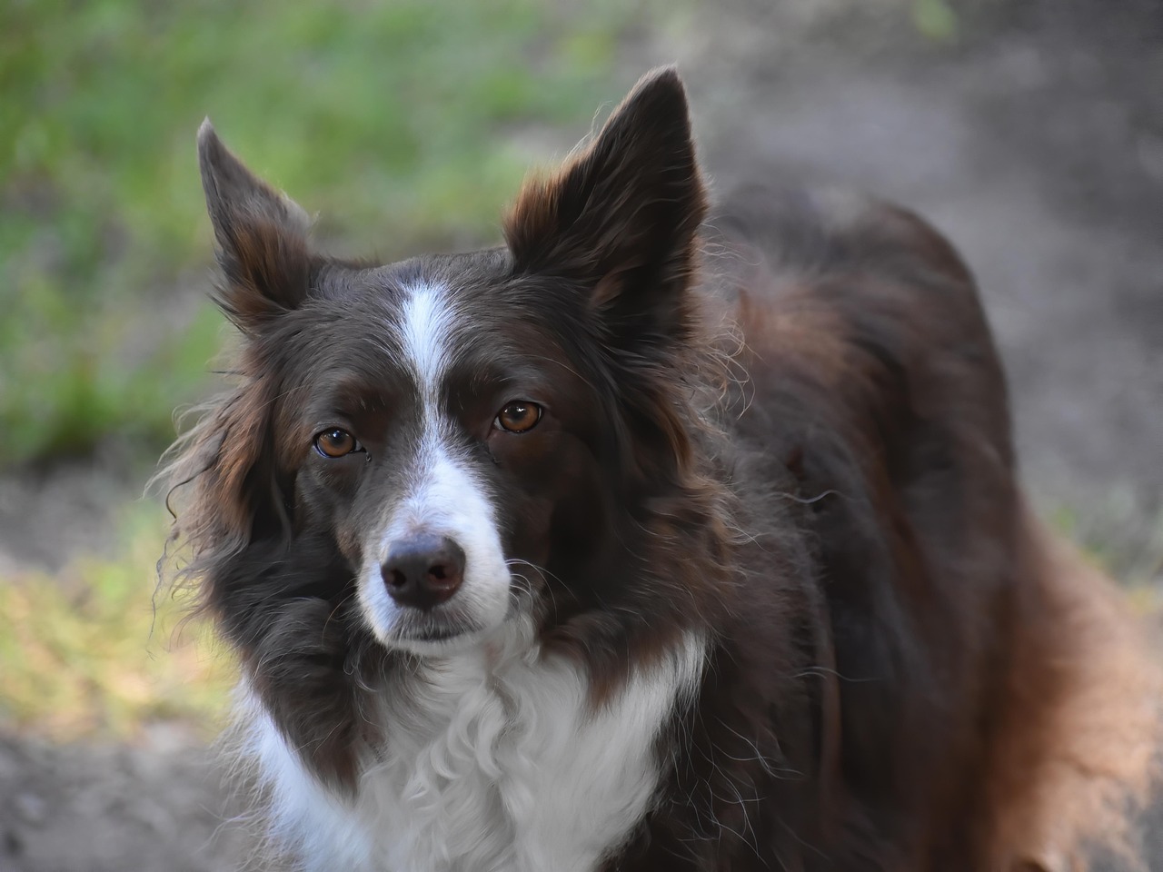 Border Collie Hund Tier - Kostenloses Foto auf Pixabay