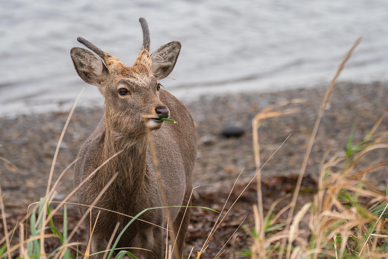 Animal Mammal Wildlife - Free photo on Pixabay