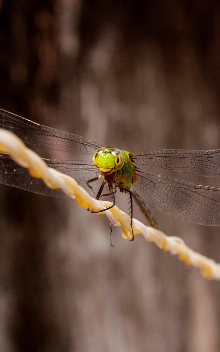 Dragonfly Insect Wings - Free photo on Pixabay