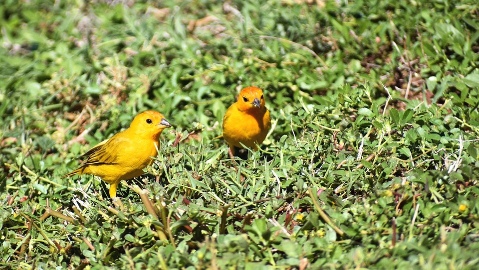 Tierwelt Federn Vogel - Kostenloses Foto auf Pixabay