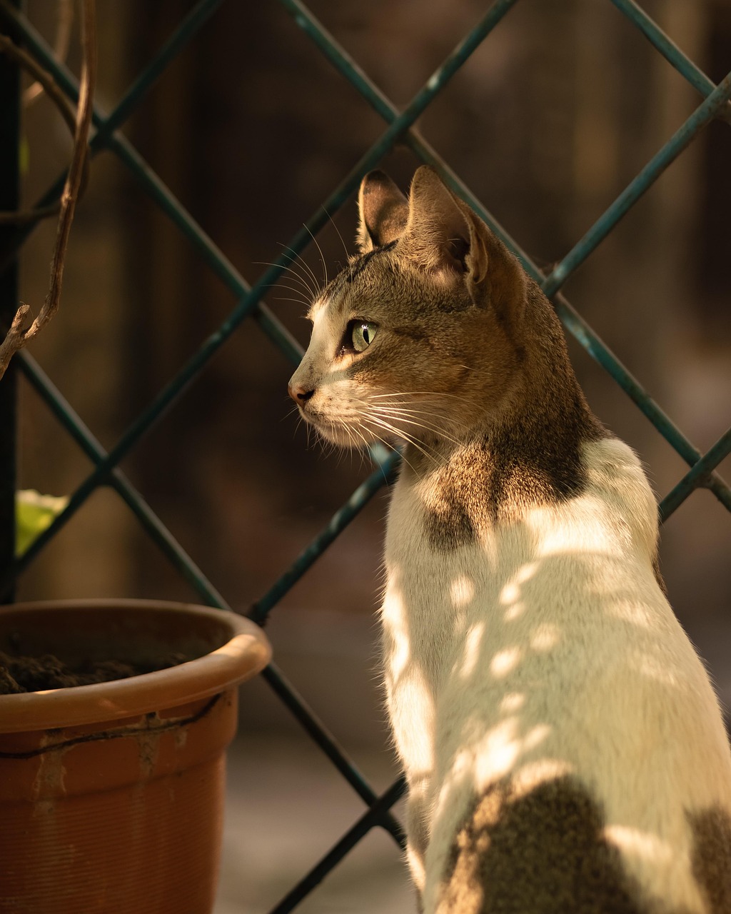 Cat Animal Mammal - Free photo on Pixabay