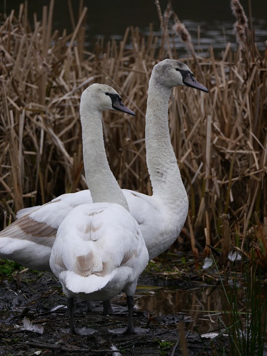 Swan Cygnet Bird - Free photo on Pixabay