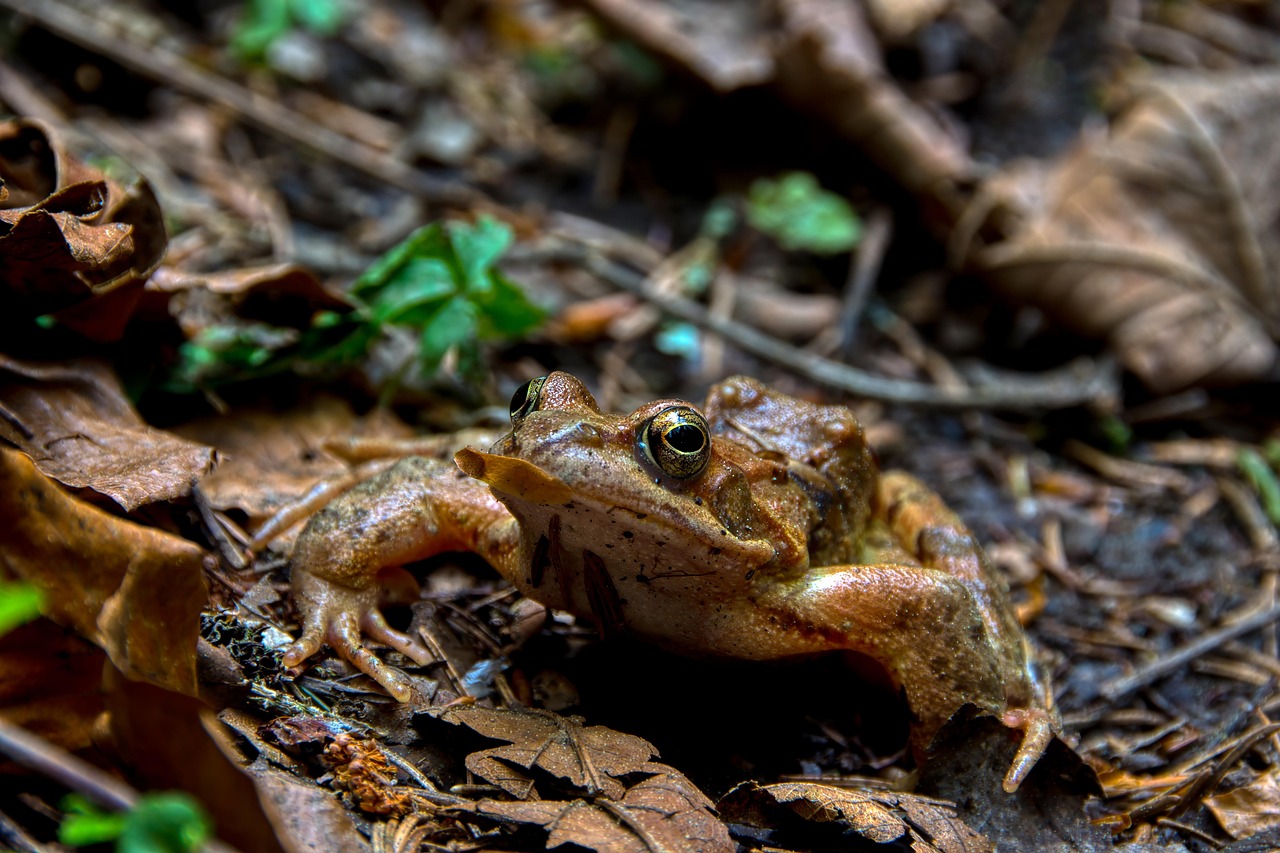 8,000+ Free Rana René & Frog Images - Pixabay