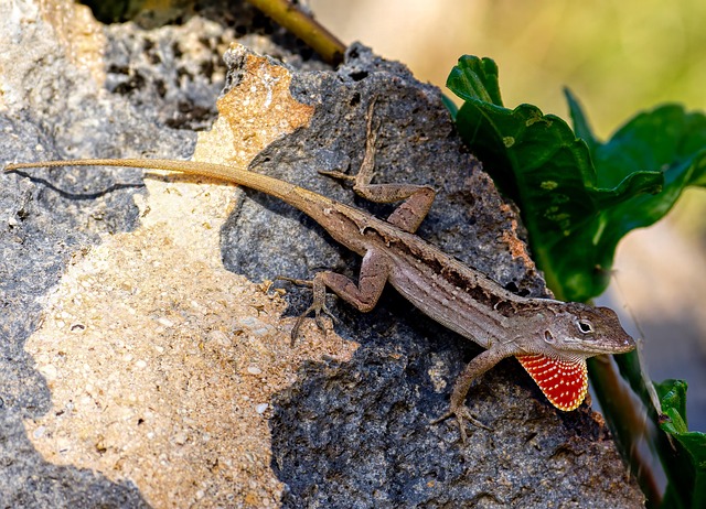 Cuban Brown Anole Lizard - Free photo on Pixabay