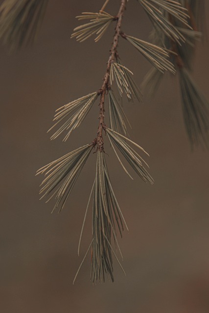 Conifer Leaves Tree - Free photo on Pixabay
