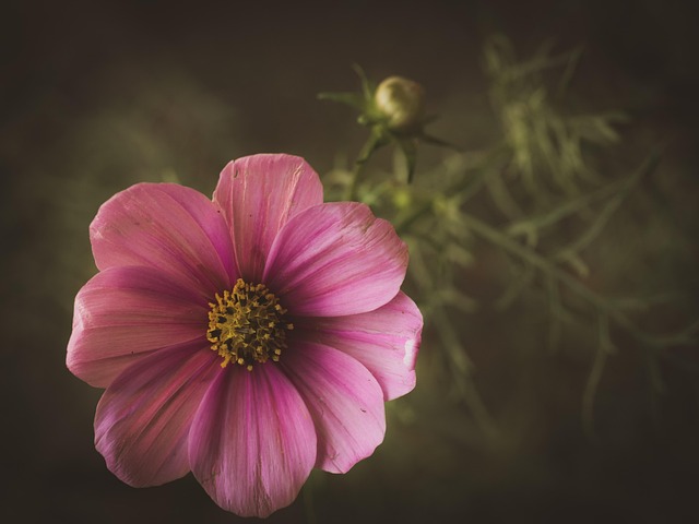 Flower Singular Cosmos - Free photo on Pixabay