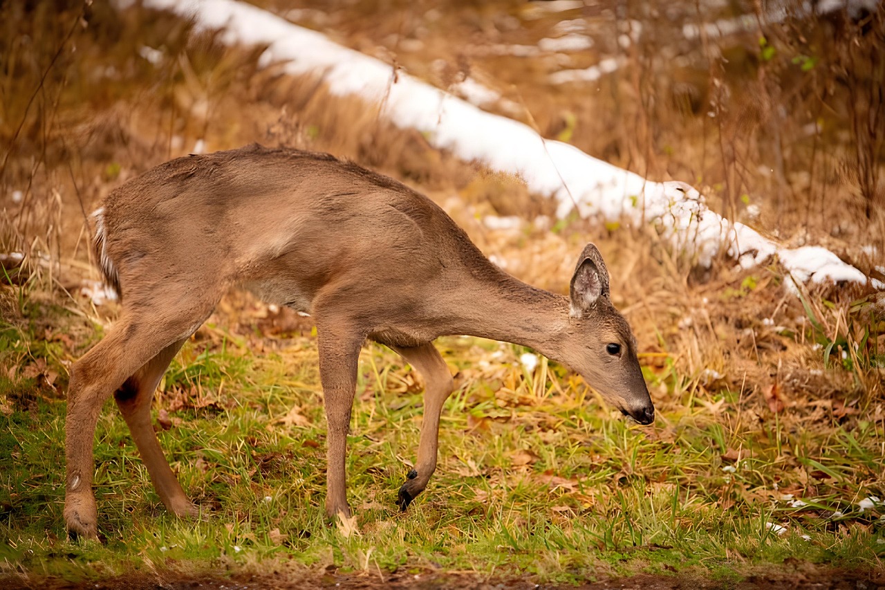 Deer Wildlife Nature - Free photo on Pixabay