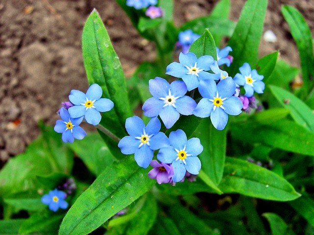 Forget-Me-Nots Blue Flowers - Free photo on Pixabay