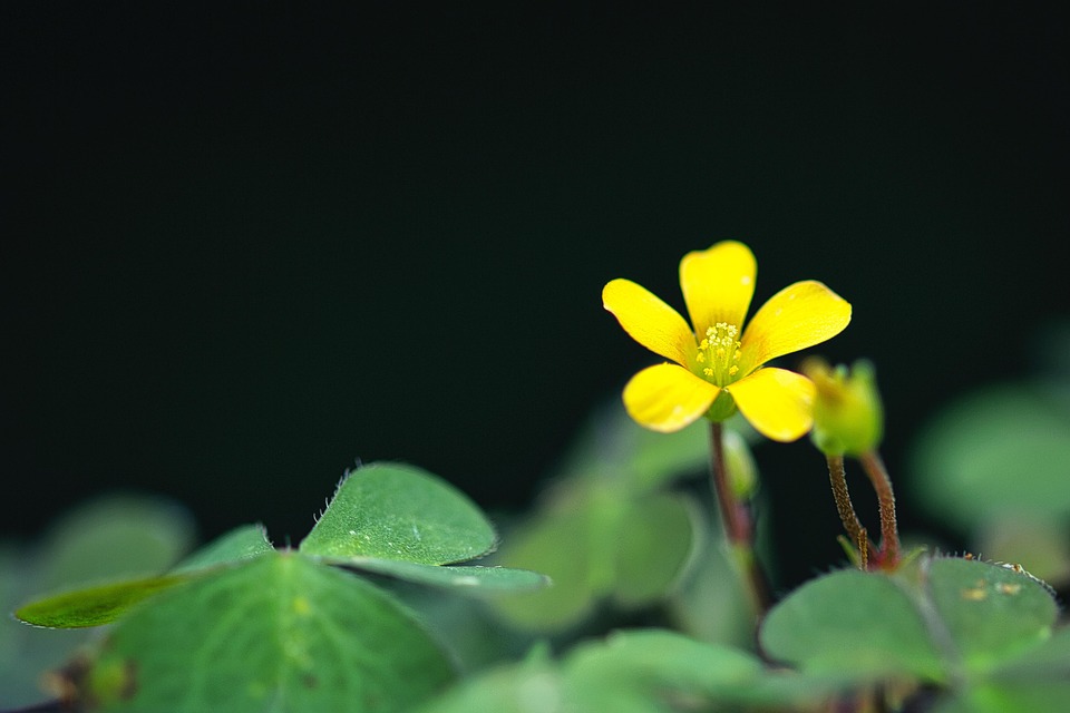 Yellow Flower Blossom - Free photo on Pixabay