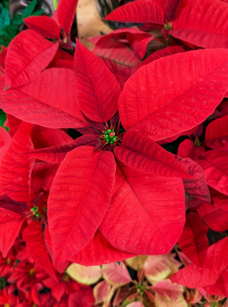 Poinsettia Rouge Fleur - Photo gratuite sur Pixabay