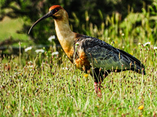 Bird Bandurria Patagonia - Free photo on Pixabay