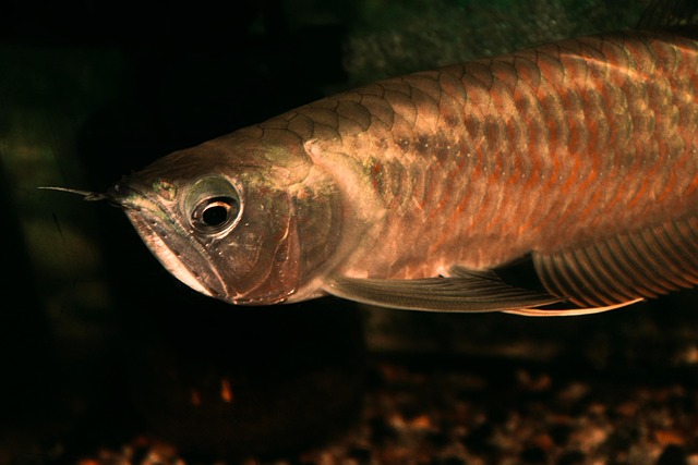 10,000+ ฟรี Arowana Fish & ปลา รูปภาพ - Pixabay